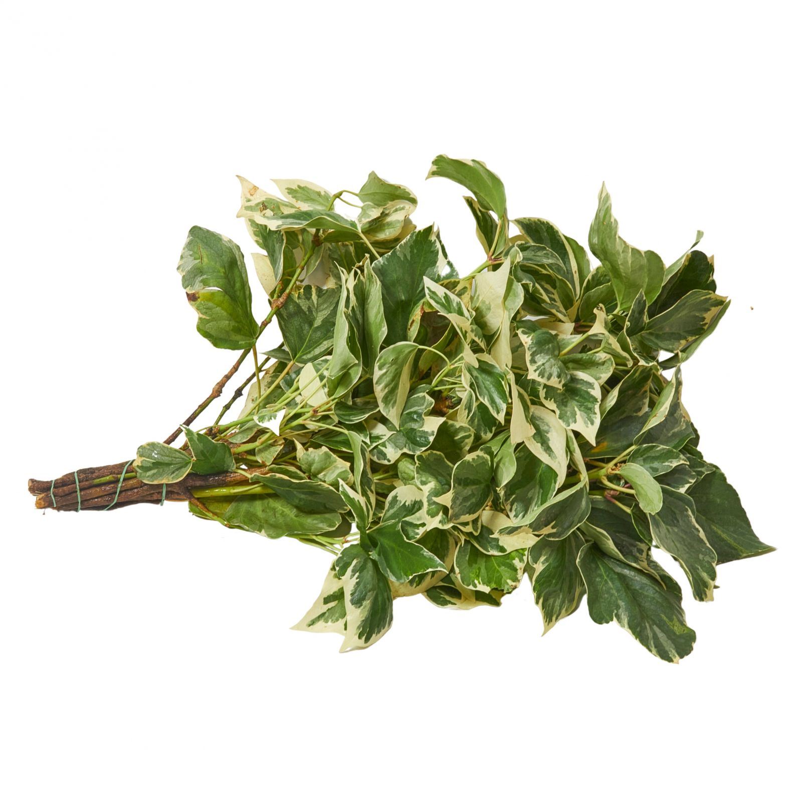 Hedera helix / Efeu 'panaschiert' 250 gramm - FleuropHOME