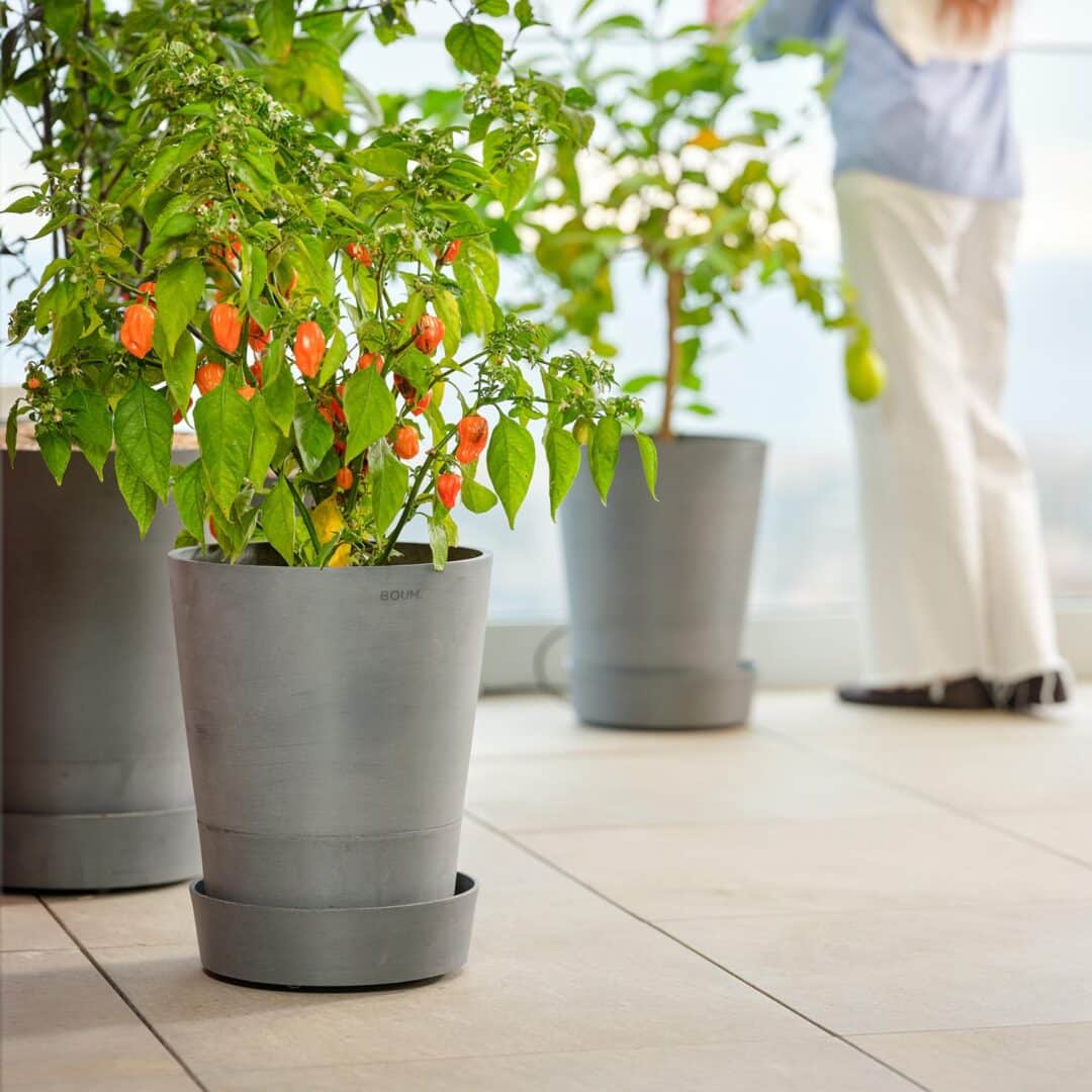 Boum Topf 15 L Pro taupe - FleuropHOME